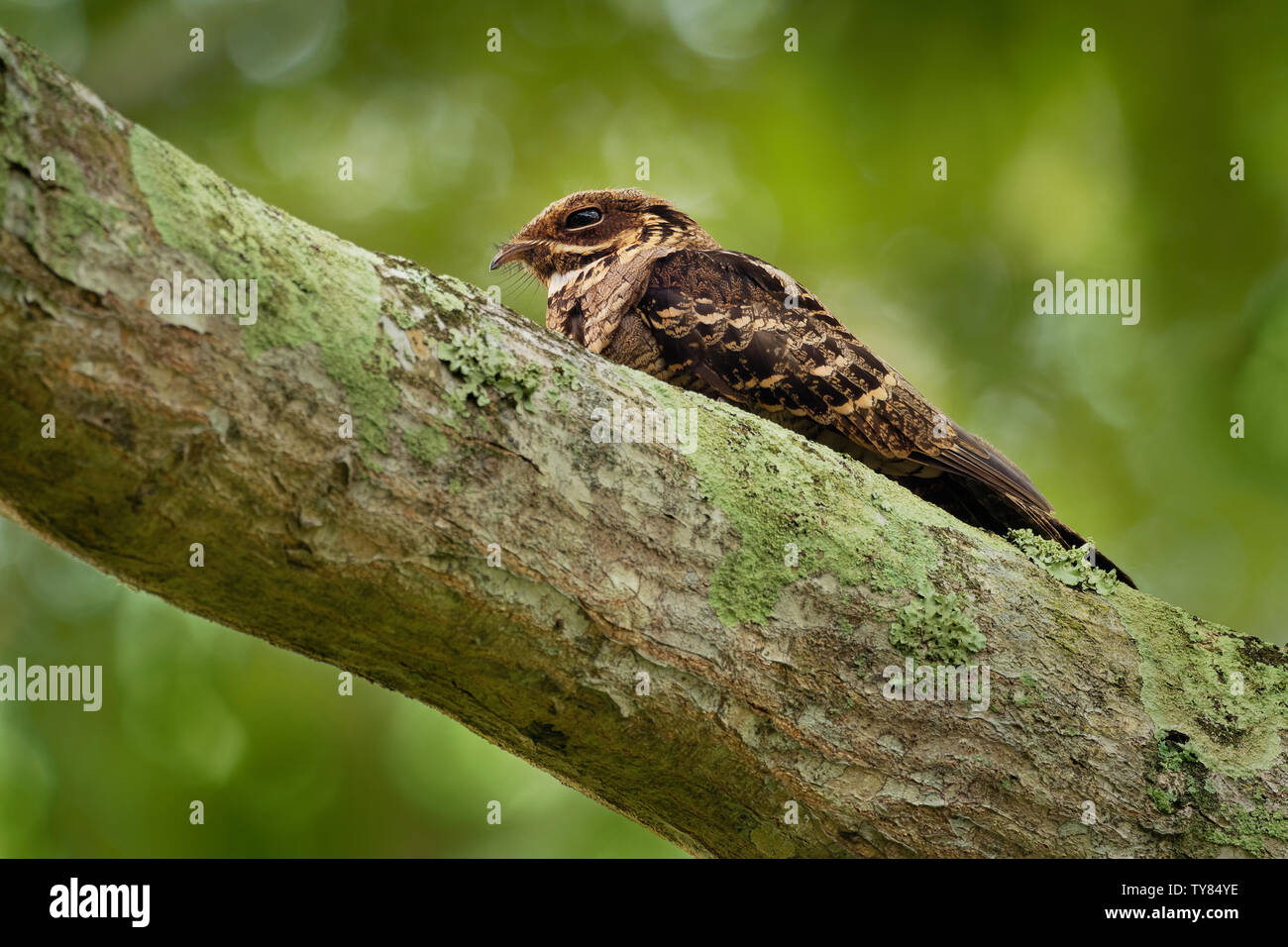 Large-tailed Nightjar - Caprimulgus macrurus nightjar in the family ...