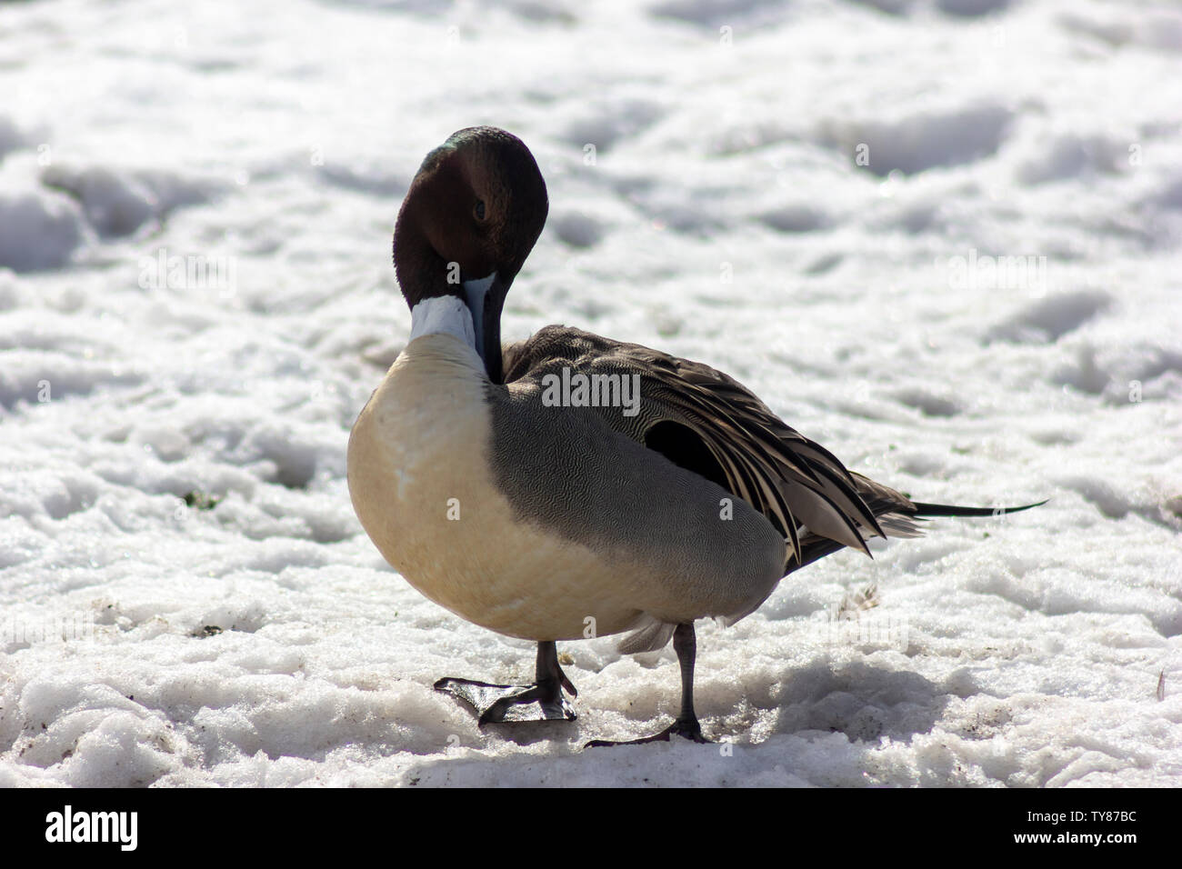 Northern pintail duck drake standing hi-res stock photography and ...