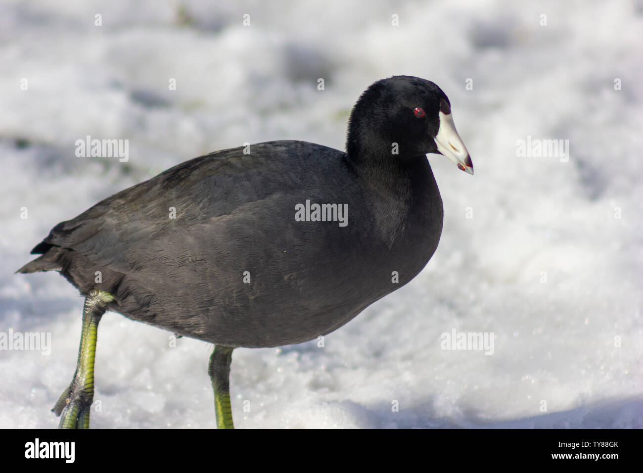 American coot male duck, walking in the snow. Beautiful bird with ...