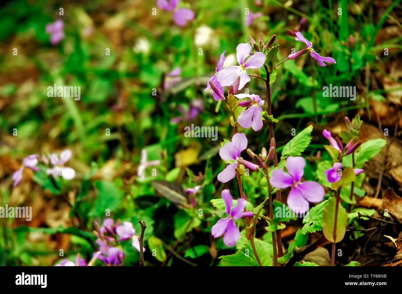Dry lang hi-res stock photography and images - Alamy