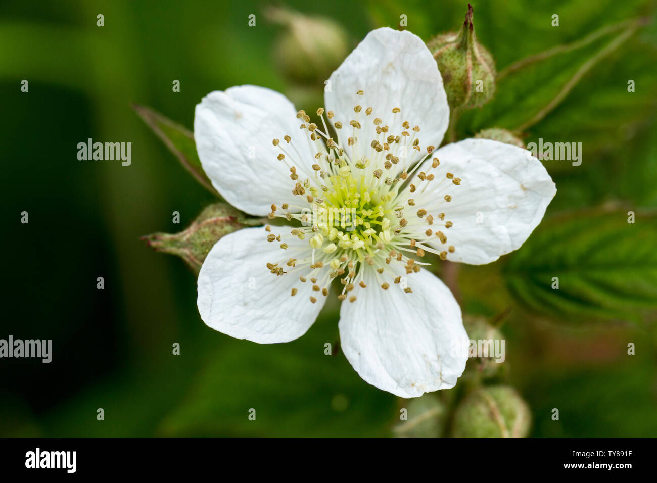 Rubus fruticosus, bramble flower, wildflower, closeup. Dorset, United ...
