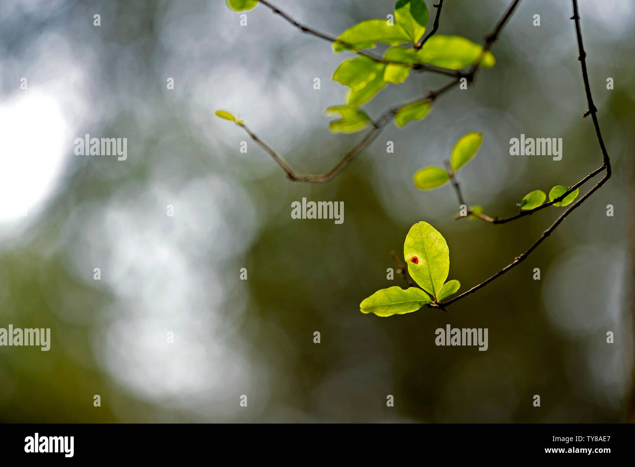 Green leaves in the sun Stock Photo - Alamy