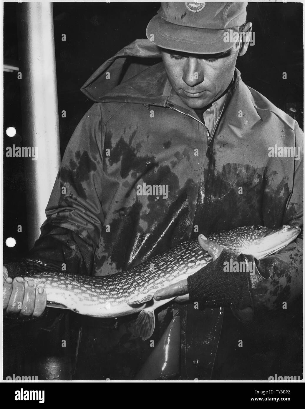 Northern pike Black and White Stock Photos & Images - Alamy