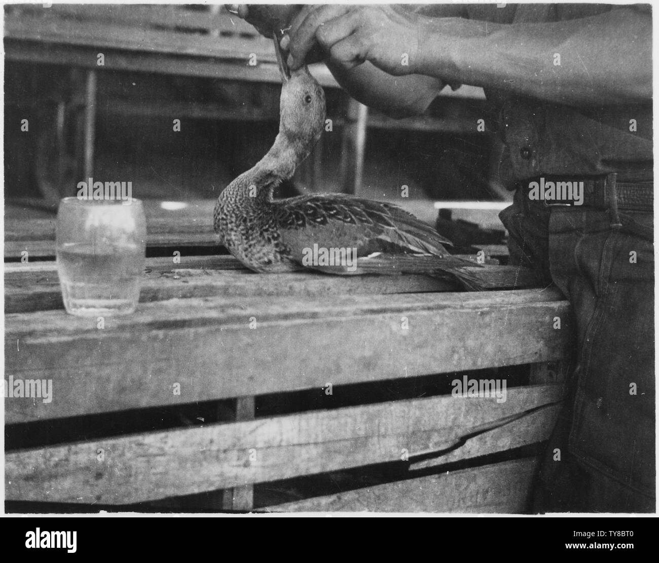 Man holds duck bill open and inserts the syringe Stock Photo - Alamy