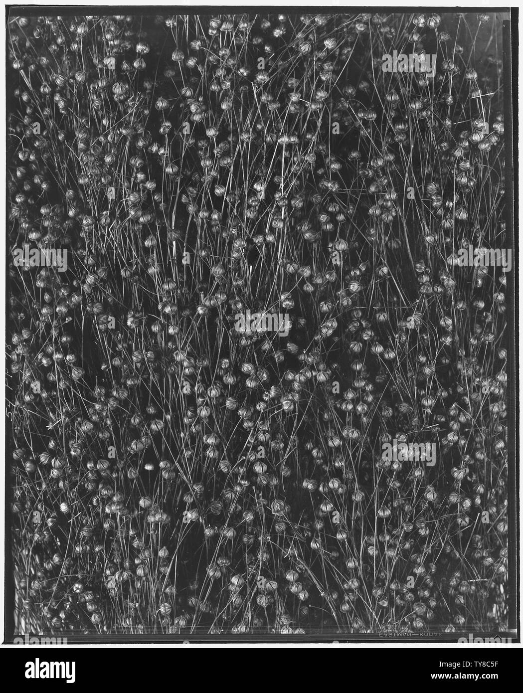 Flax seed pods hi-res stock photography and images - Alamy