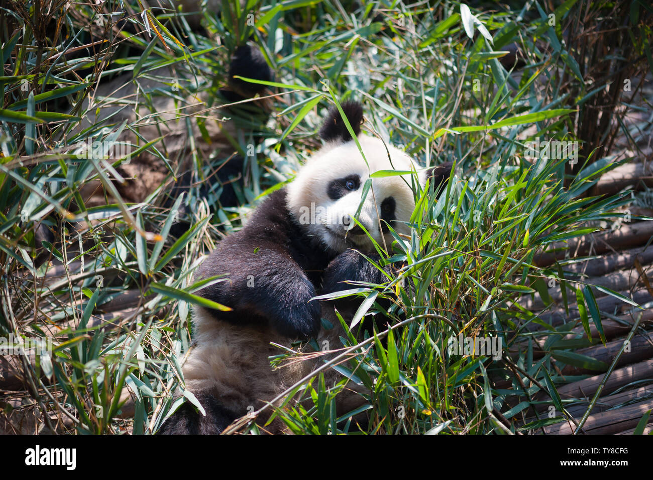 Giant panda tapir and big bear hi-res stock photography and images - Alamy