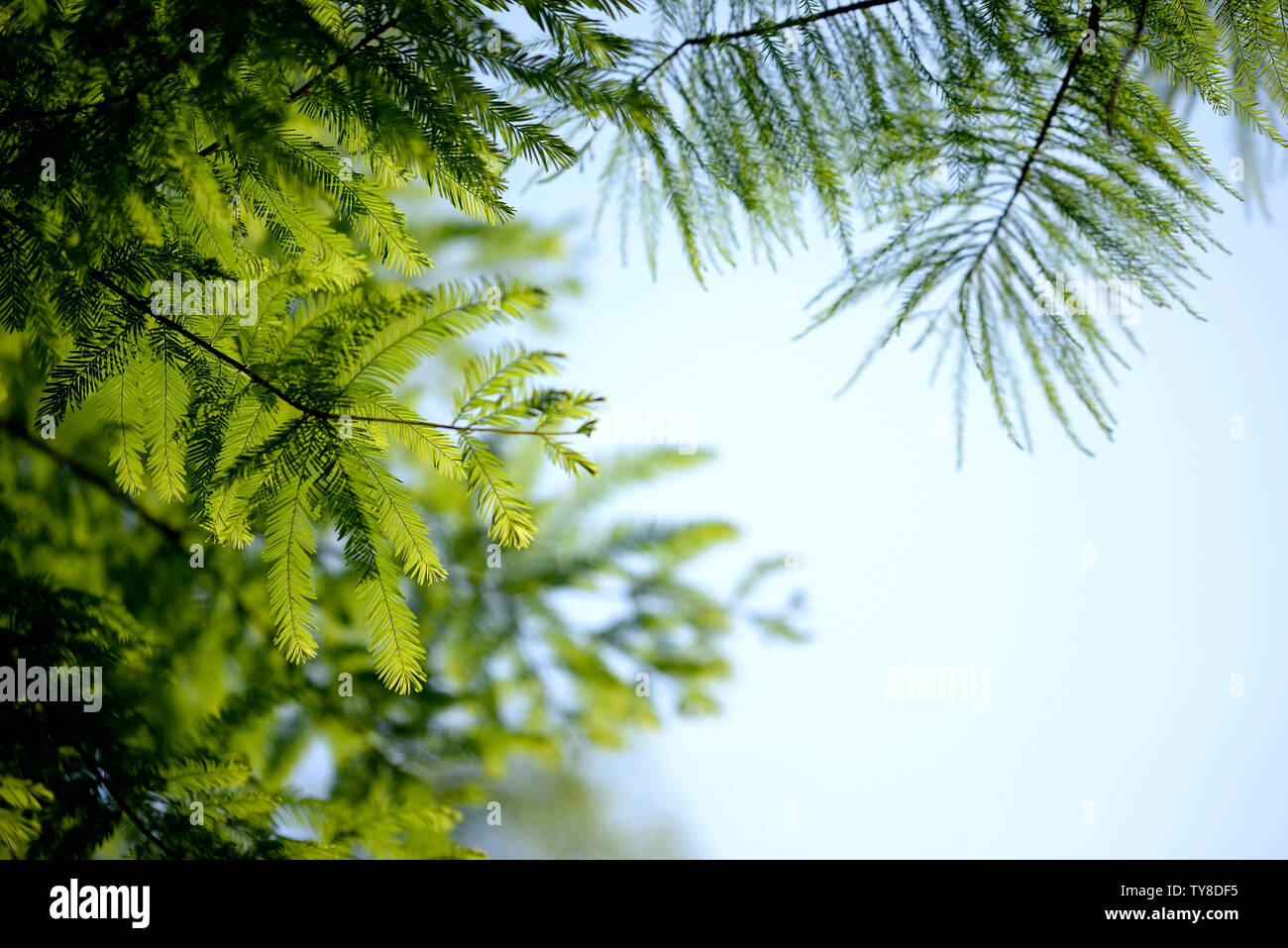 Sequoia leaves hi-res stock photography and images - Alamy
