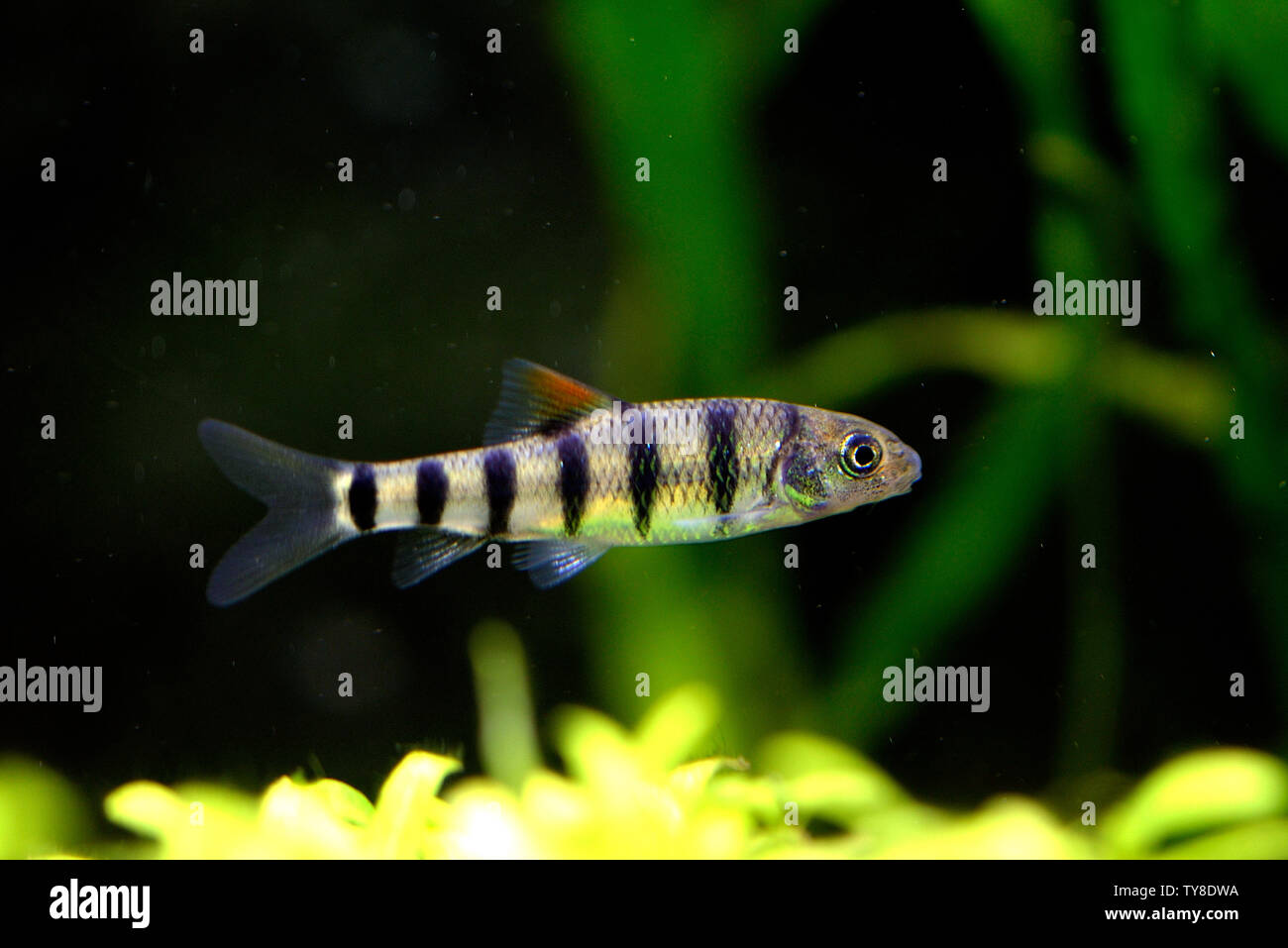 Microscopic barb hi-res stock photography and images - Alamy