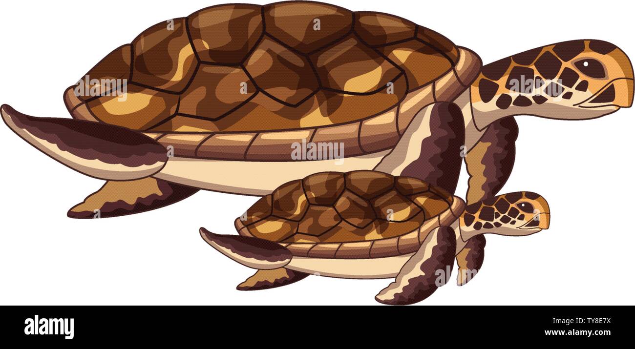 two sea turtle icon cartoon Stock Vector Image & Art - Alamy