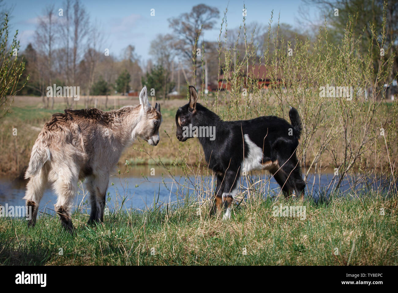 Two goats goat fight fighting hi-res stock photography and images - Alamy