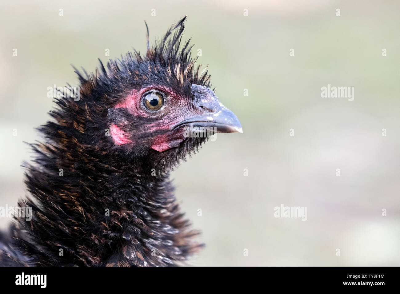 Portrait of bristling black hen on the nice blur background Stock Photo ...