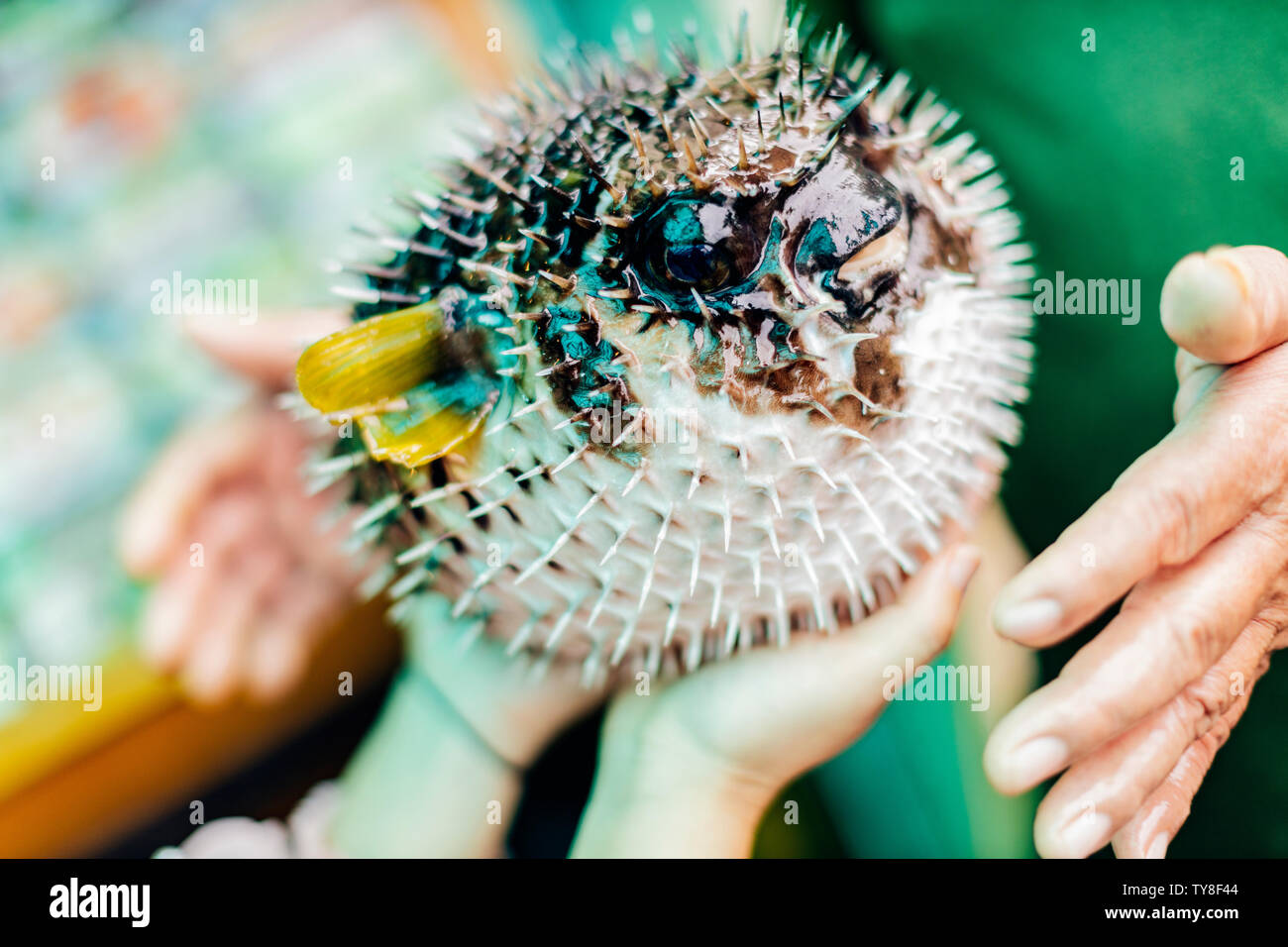 Taiwan insects hi-res stock photography and images - Alamy