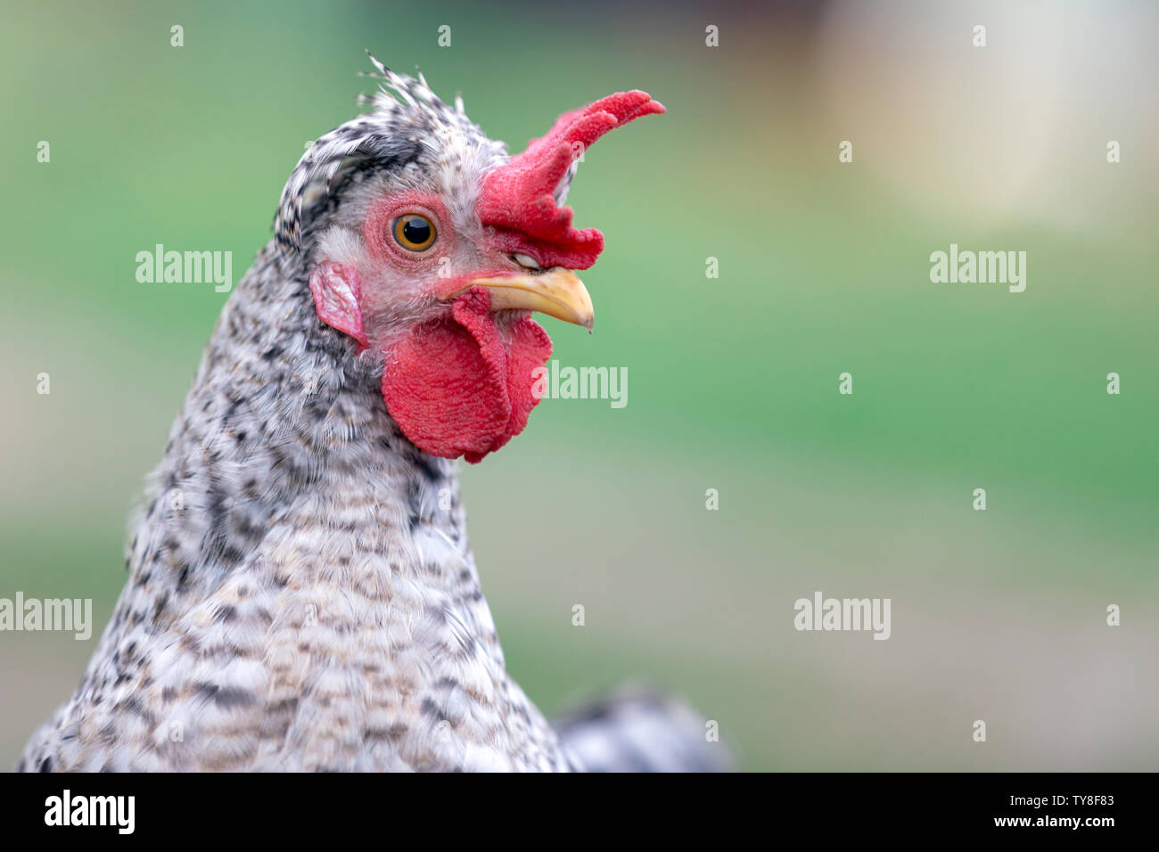 Hen with crest hi-res stock photography and images - Alamy