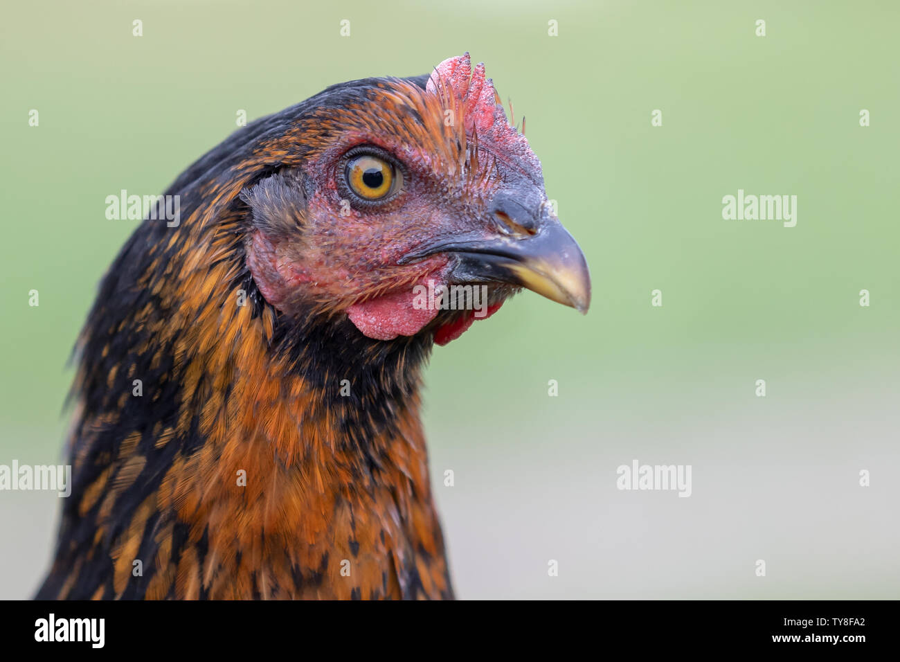 Close up portrait of fowl with nice big beak on the blur green ...