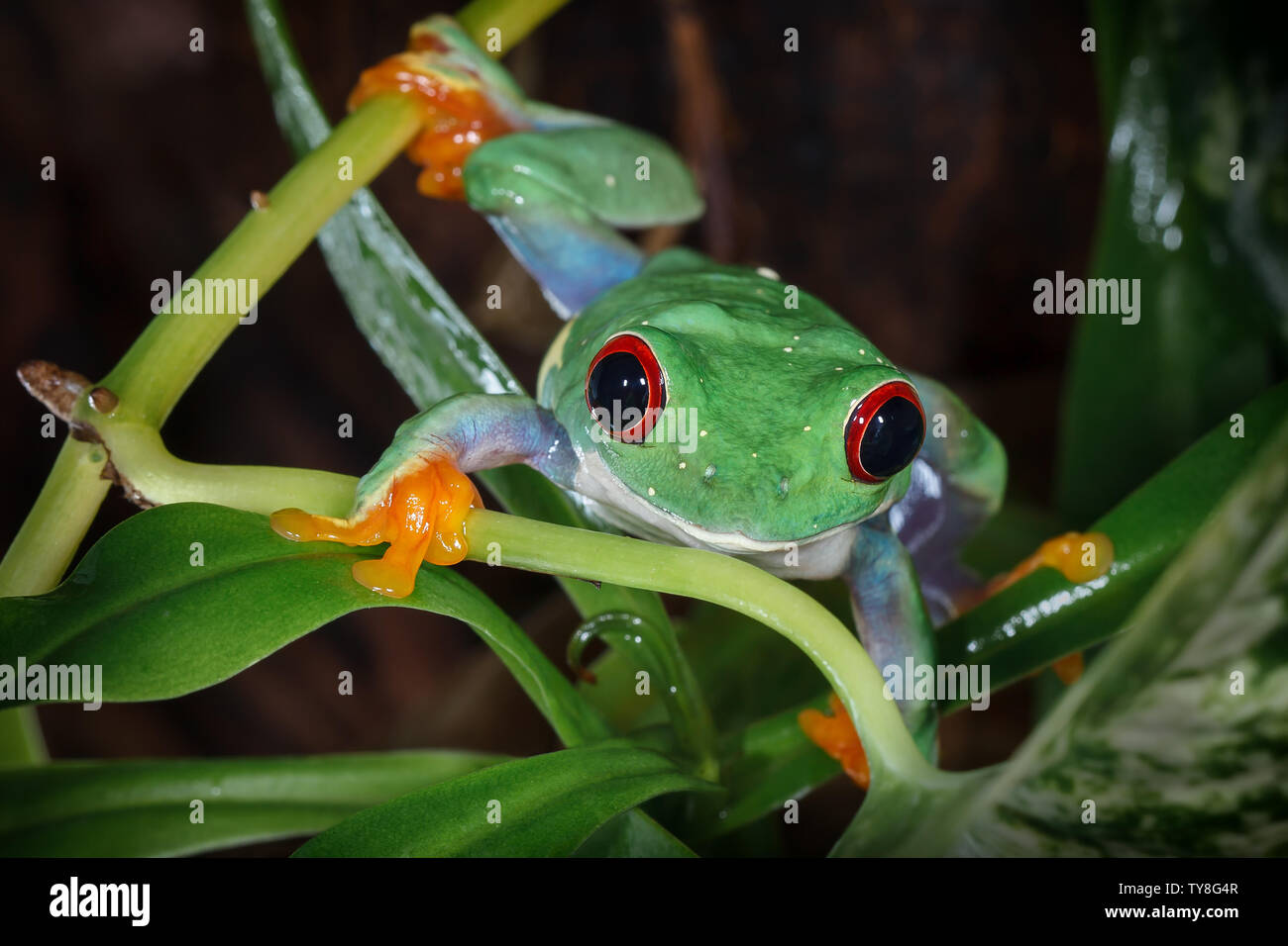Red eyed tree frog climbs between plants Stock Photo - Alamy