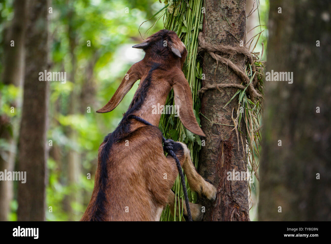 Funny village animals hi-res stock photography and images - Alamy
