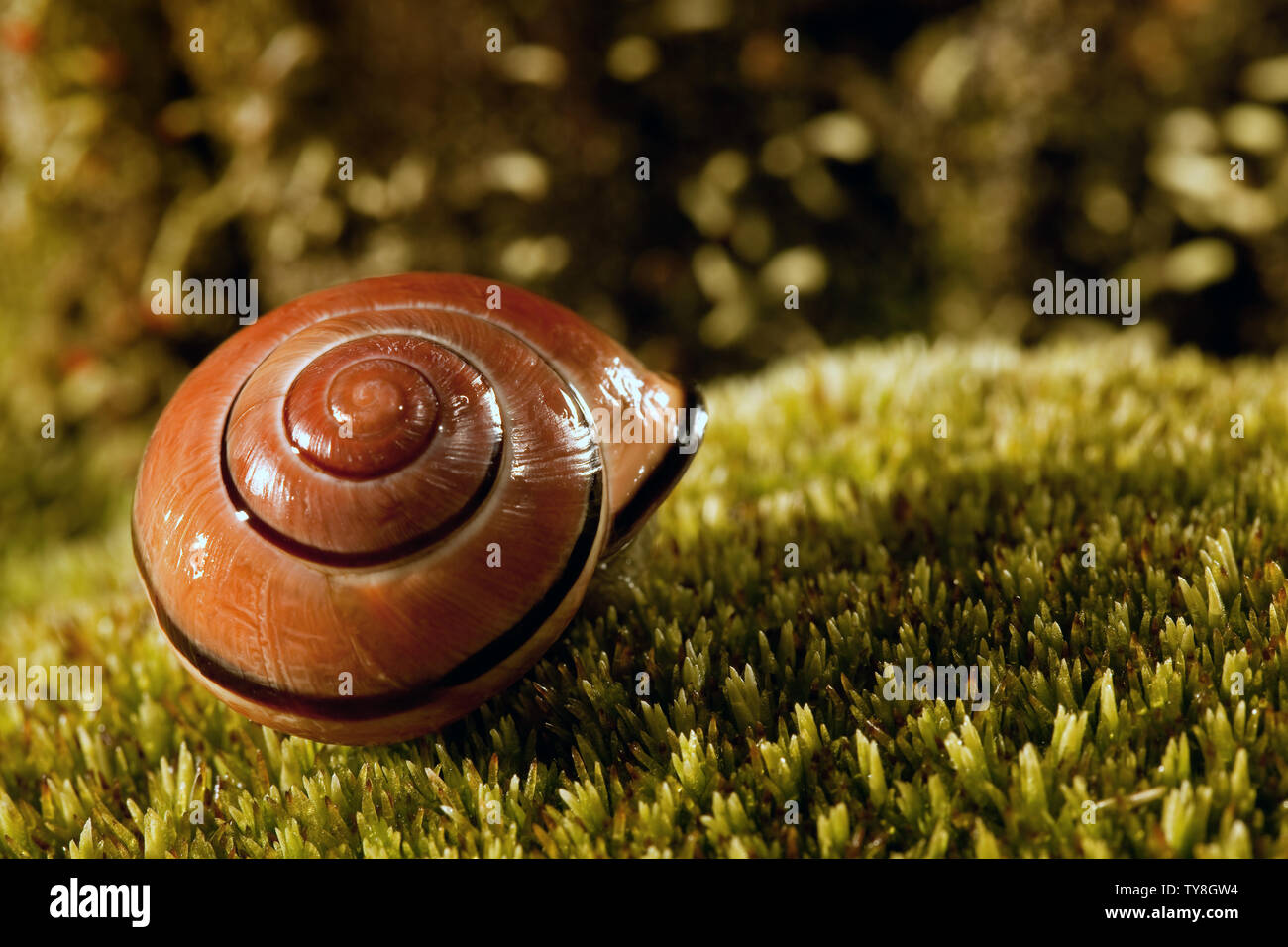 Snail's shell and moss Stock Photo - Alamy