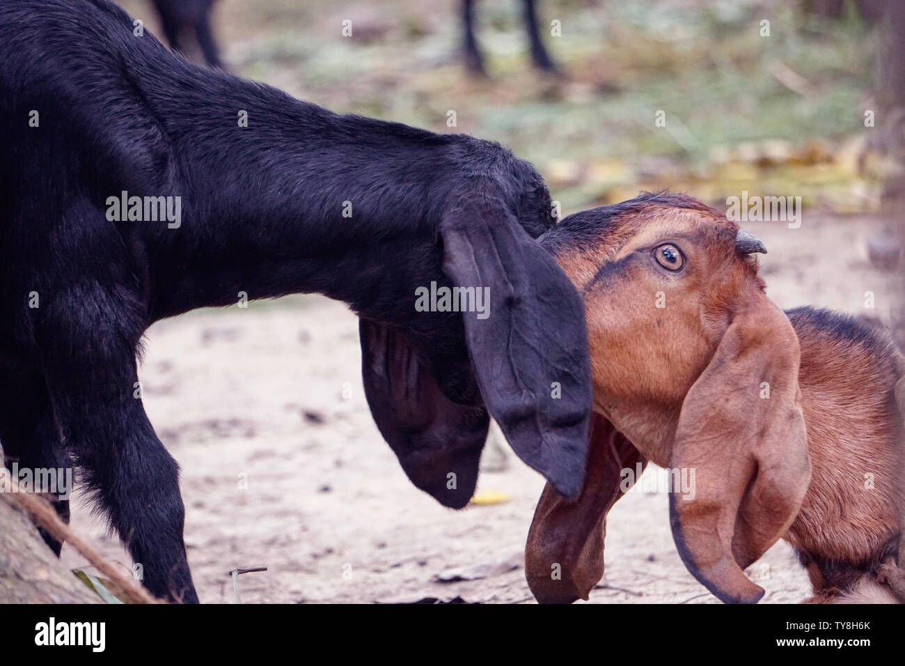 Innocent kiss hi-res stock photography and images - Alamy
