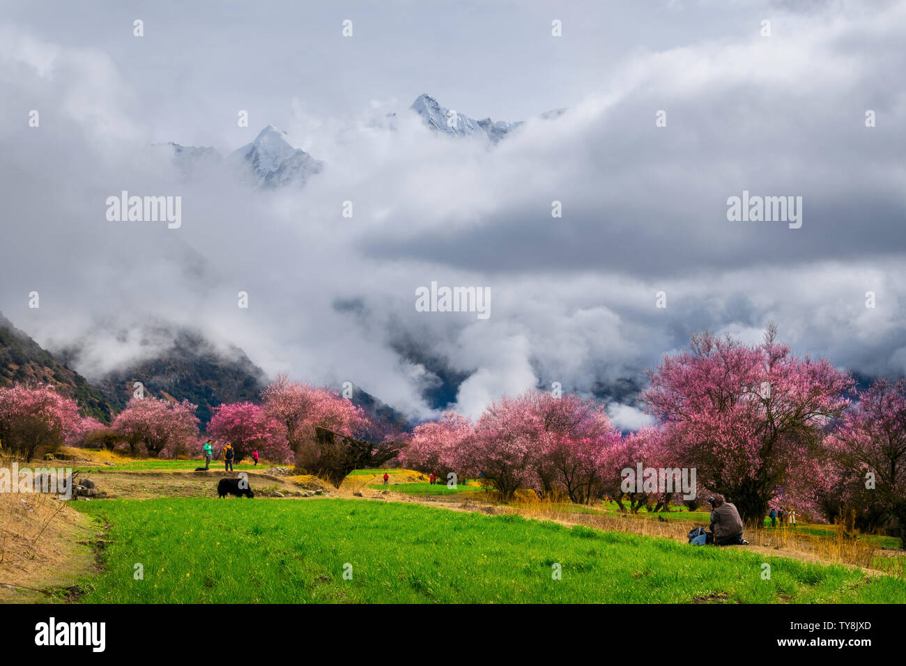 chinji peach blossom Stock Photo - Alamy