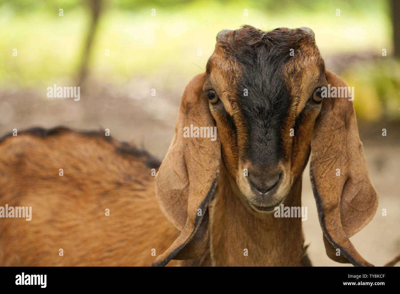 Big Ear Red Goat. Goat looks curious. Beautiful outdoor wildlife animal ...