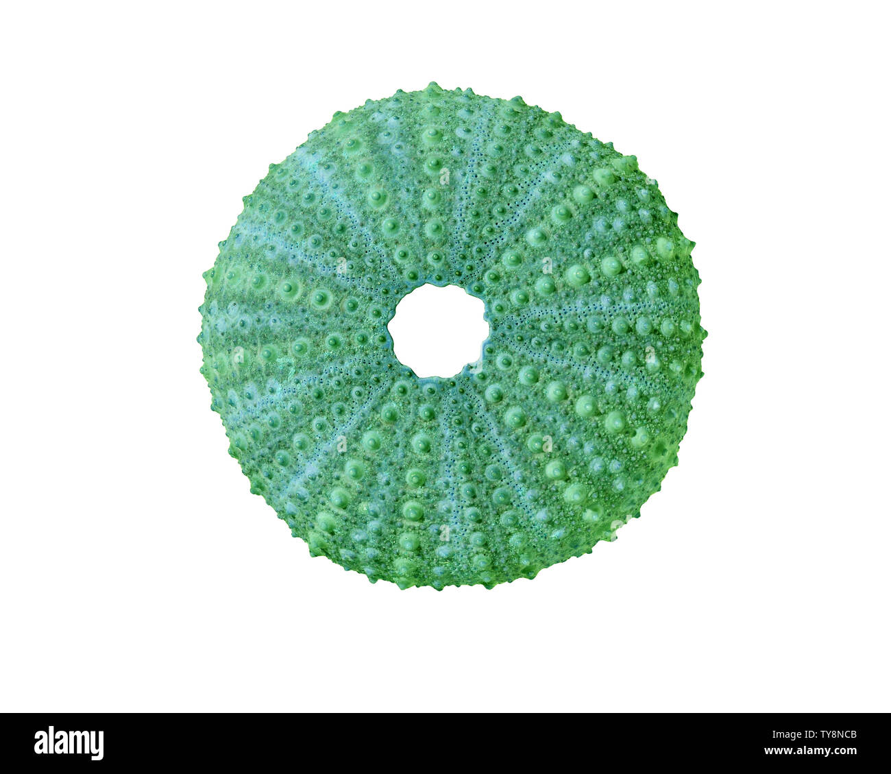 A green sea-urchin shell, showing its 5-fold symmetry, isolated against ...