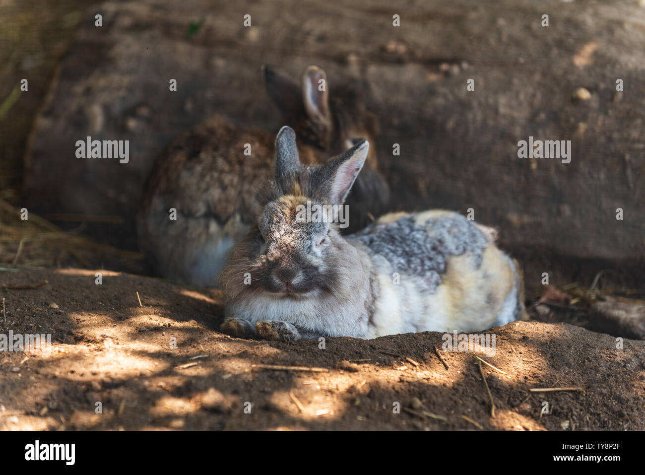 Brown rabbits are resting in shadow Stock Photo - Alamy