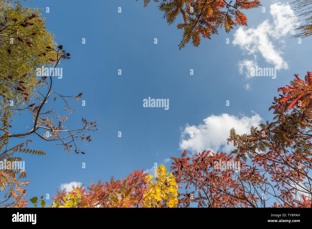 Autumn blue sky, white clouds, red leaf branches Stock Photo - Alamy