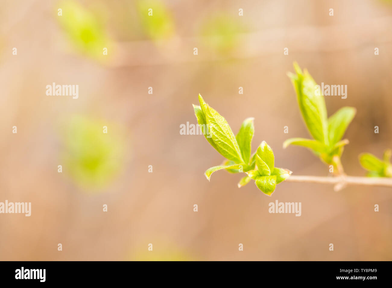 Spring sprouts, forehead branches, shoots Stock Photo - Alamy
