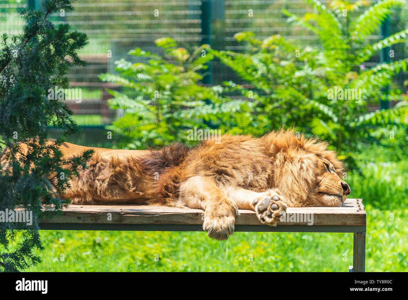 Lion is resting in hot summer day Stock Photo - Alamy