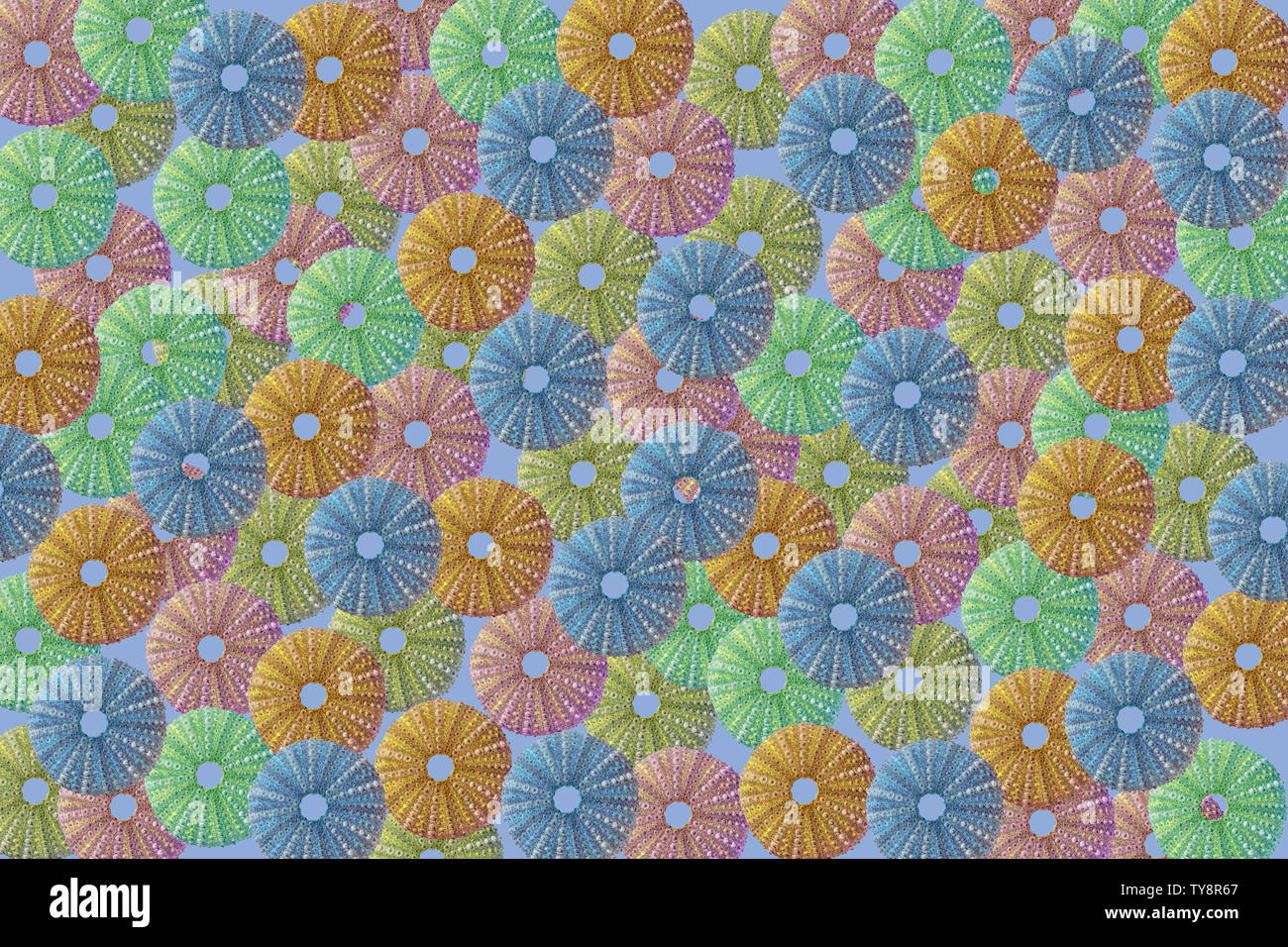 Pattern of different coloured sea urchins. On a blue background Stock ...