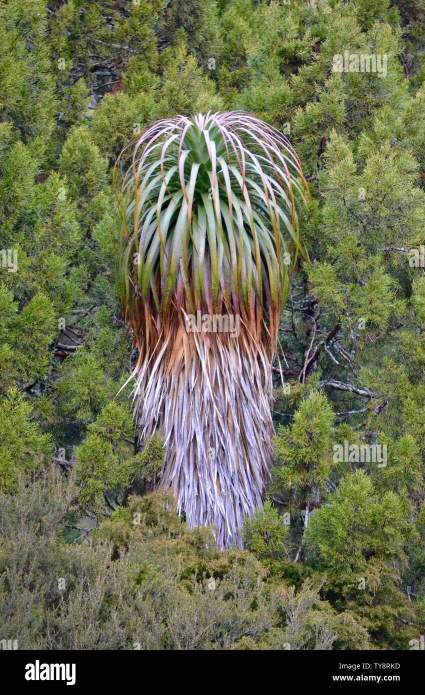 Tall isolated single pandani palm tree in colourful contrast to the ...