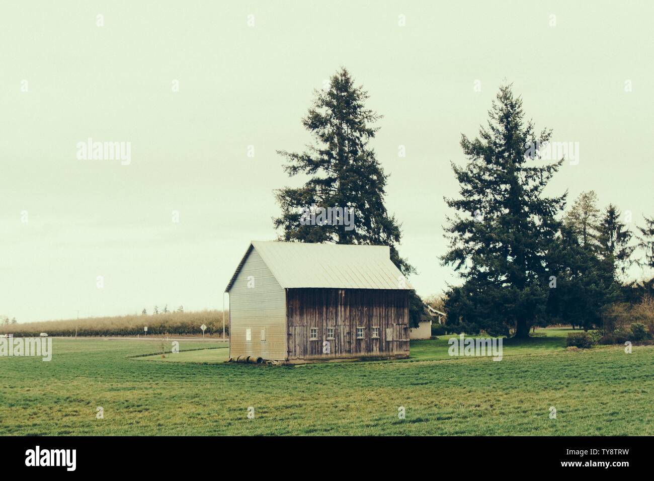 Small wooden barn built in a large field next to a forest with pine ...