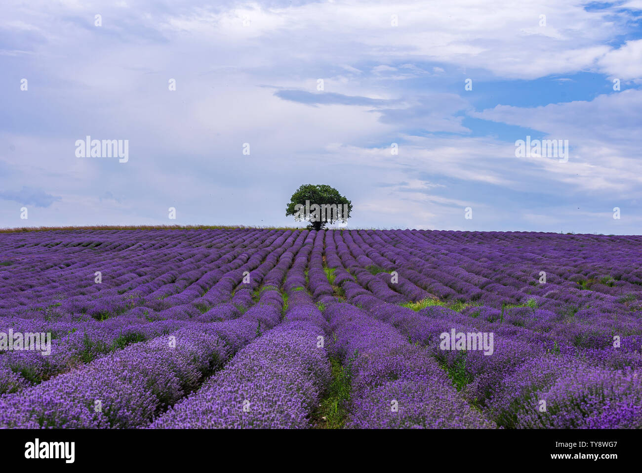 Lavender flower blooming fields in endless rows Stock Photo - Alamy