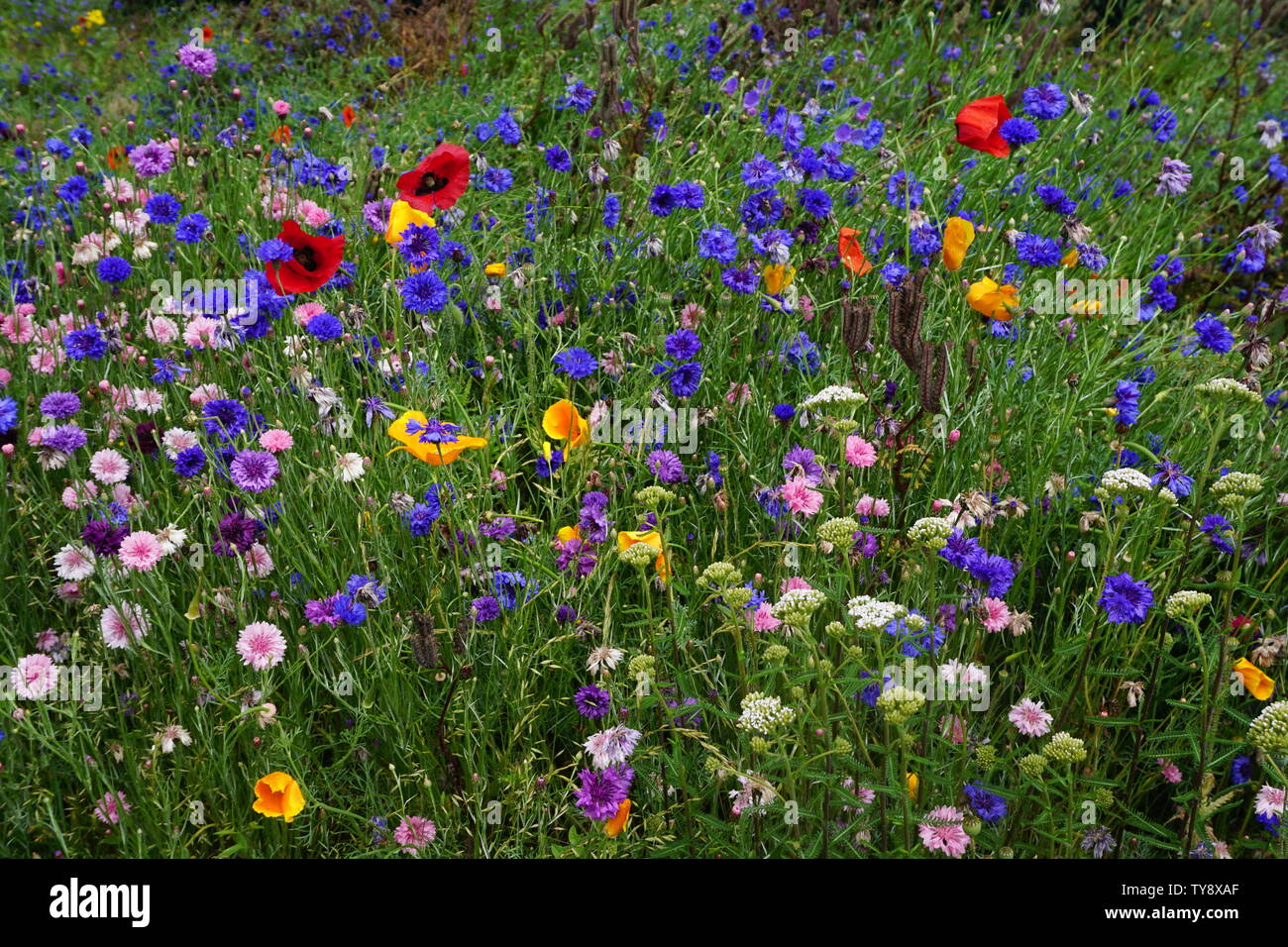 Colorful wildflowers hi-res stock photography and images - Alamy