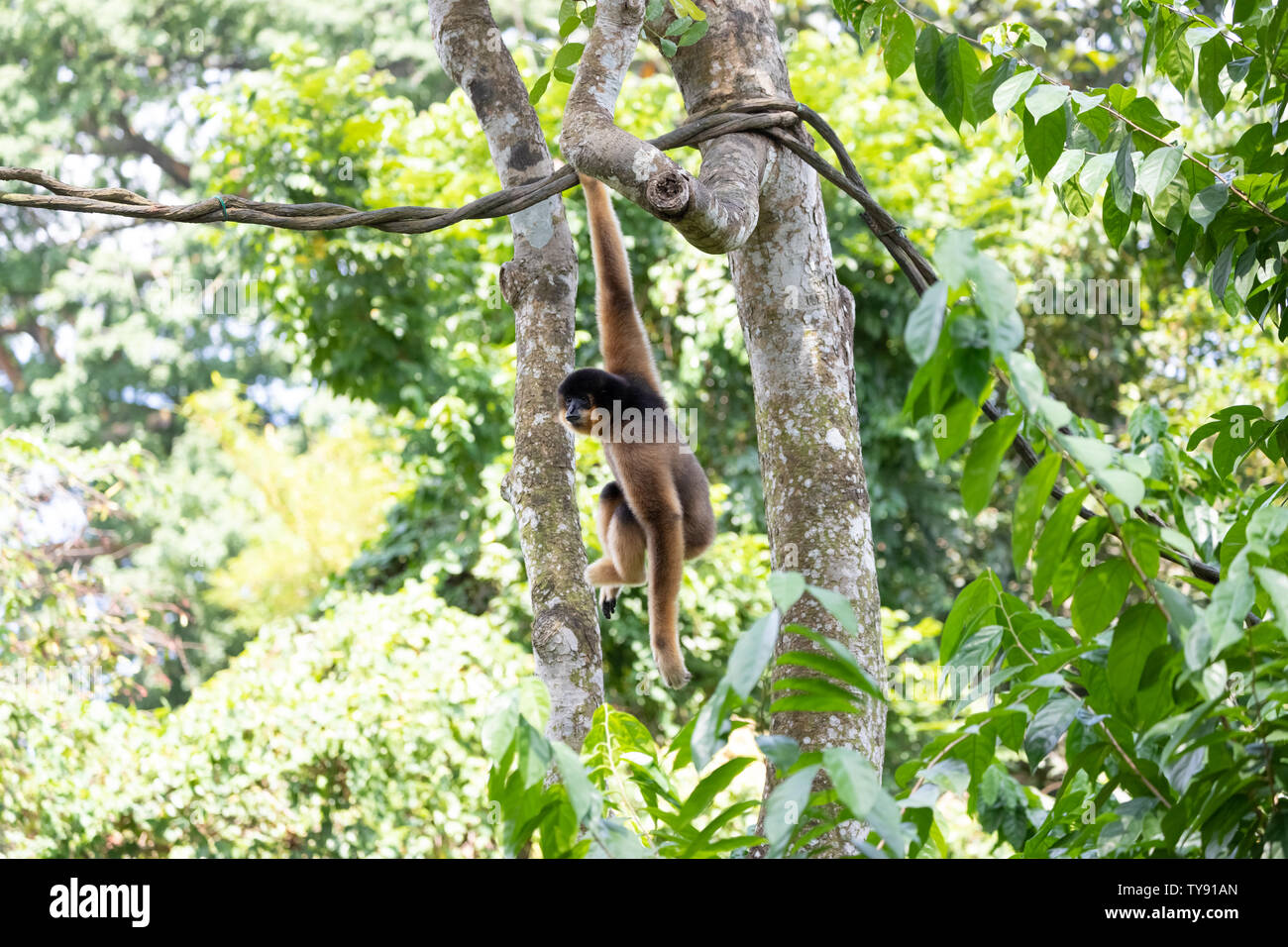 Family gibbons hi-res stock photography and images - Alamy