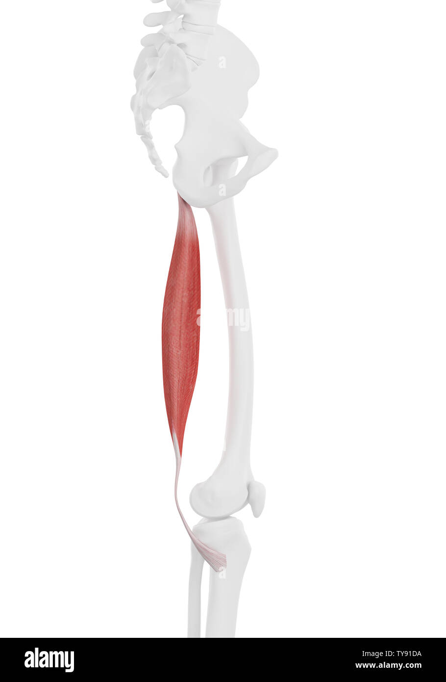 3d rendered medically accurate illustration of the Semitendinosus Stock ...