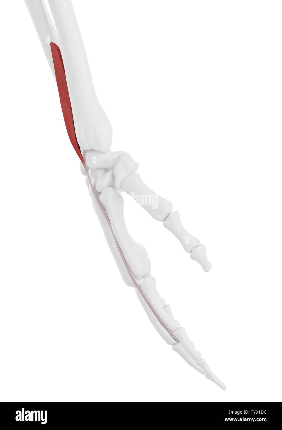 Extensor tendons of the finger extensor tendons hi-res stock ...
