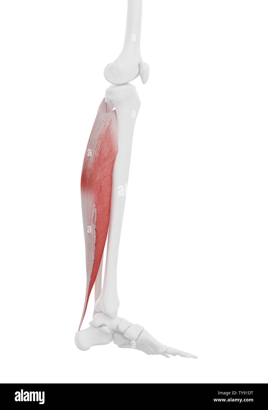 3d rendered medically accurate illustration of the Soleus Stock Photo ...