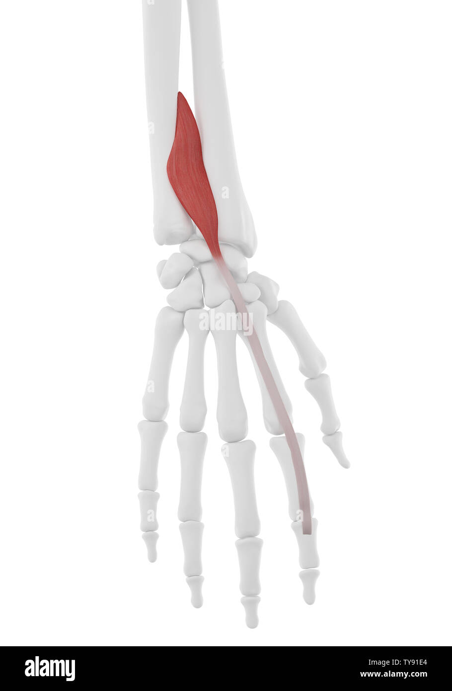 Extensor tendons of the finger extensor tendons hi-res stock ...