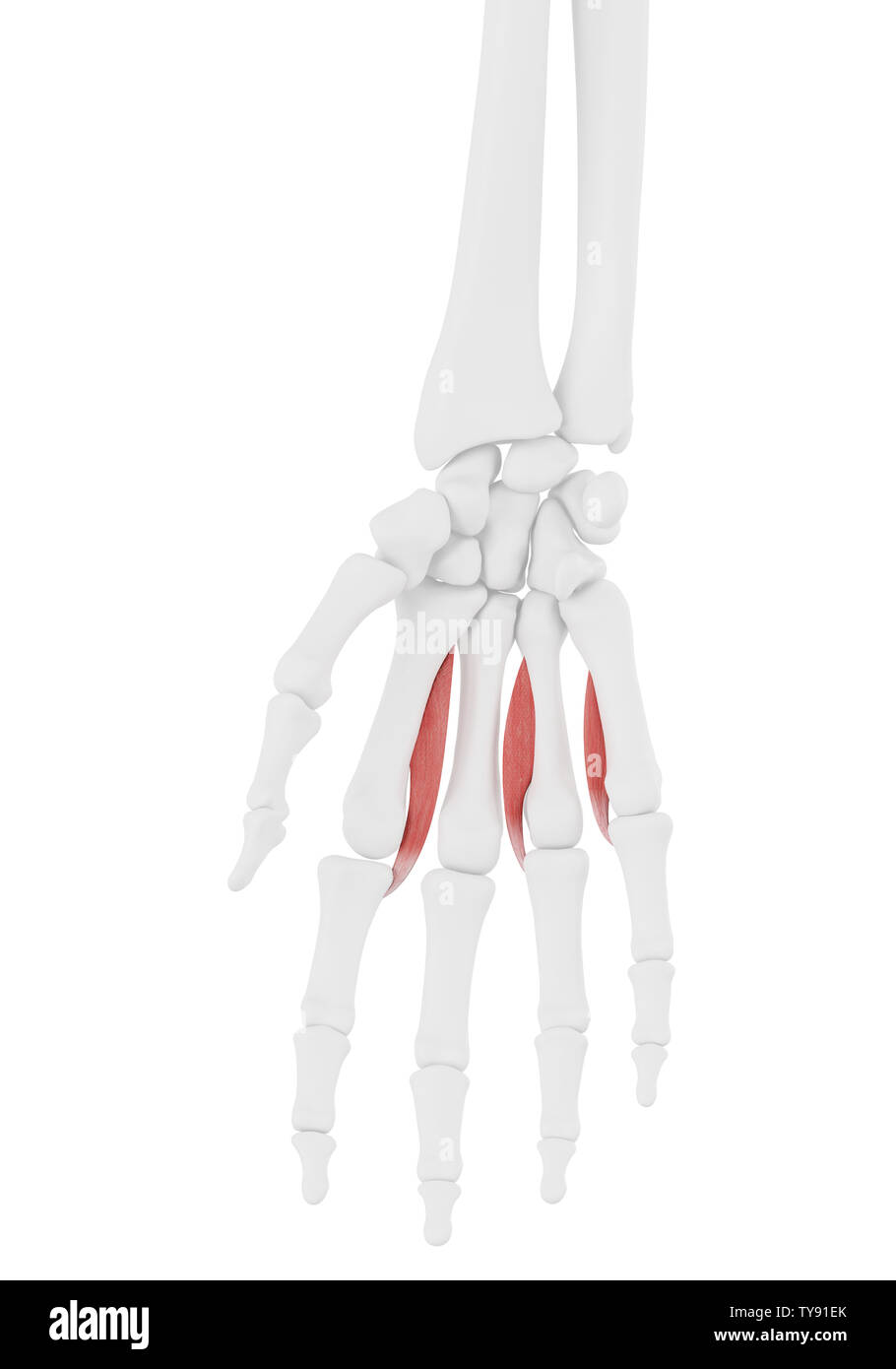 3d rendered medically accurate illustration of the Palmar Interosseous ...