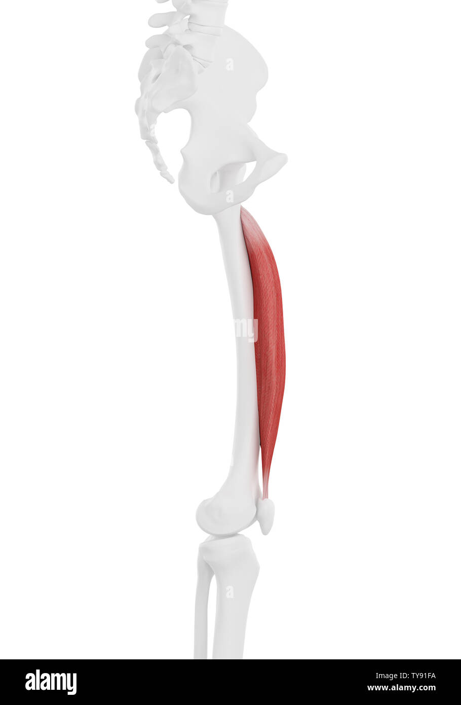 3d rendered medically accurate illustration of the Vastus Intermedius ...