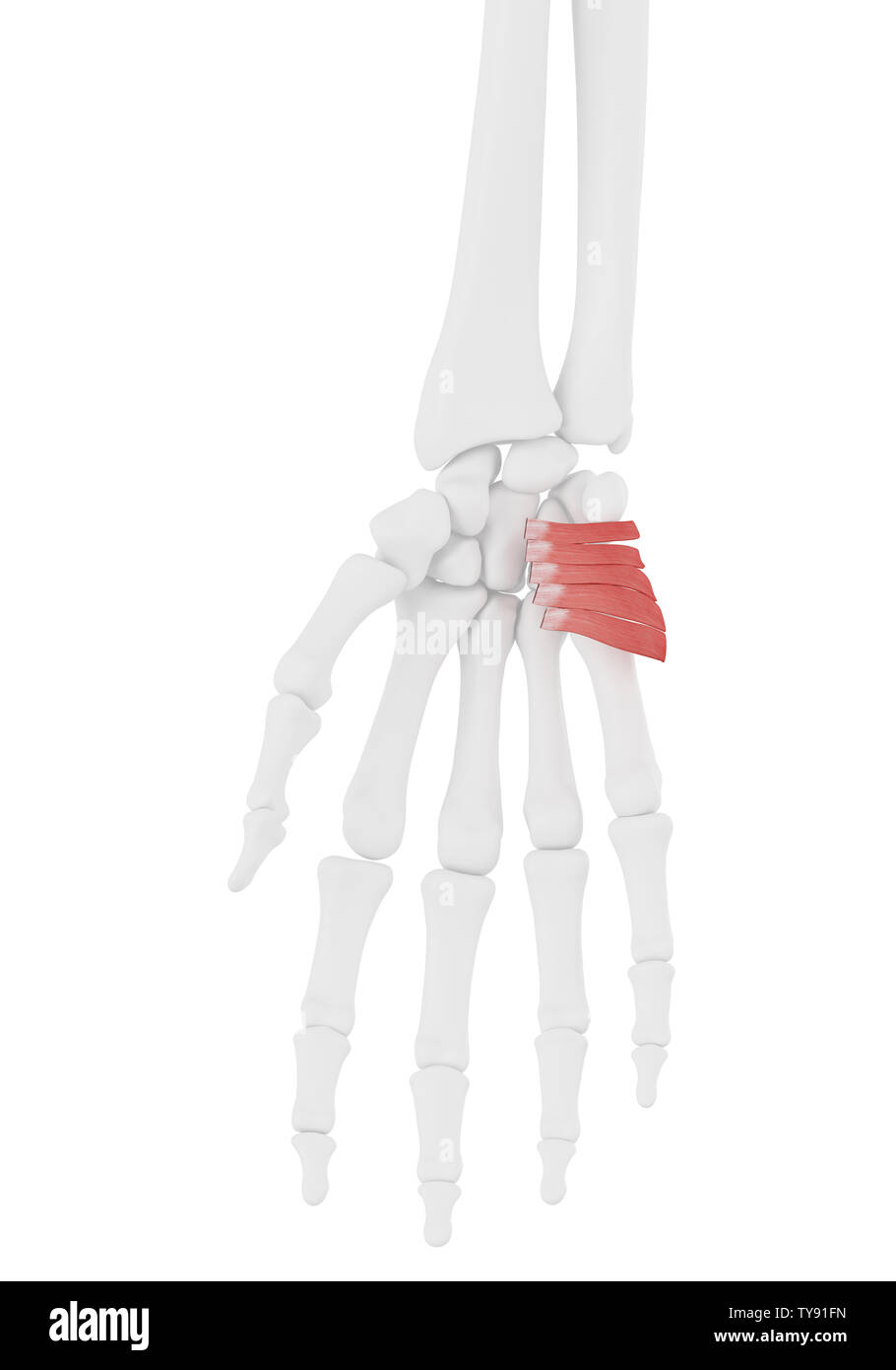 3d rendered medically accurate illustration of the Palmaris Brevis ...