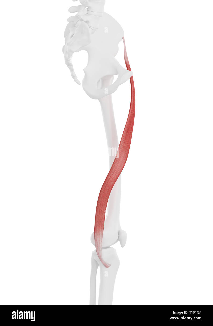 3d rendered medically accurate illustration of the Sartorius Stock ...