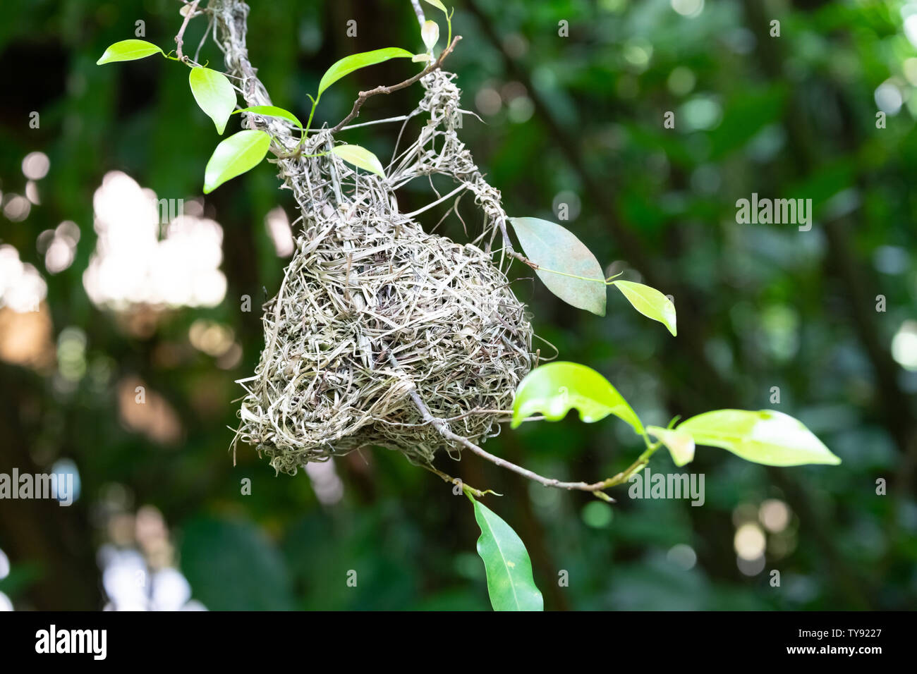 Bird's nest hang from a tree Stock Photo - Alamy