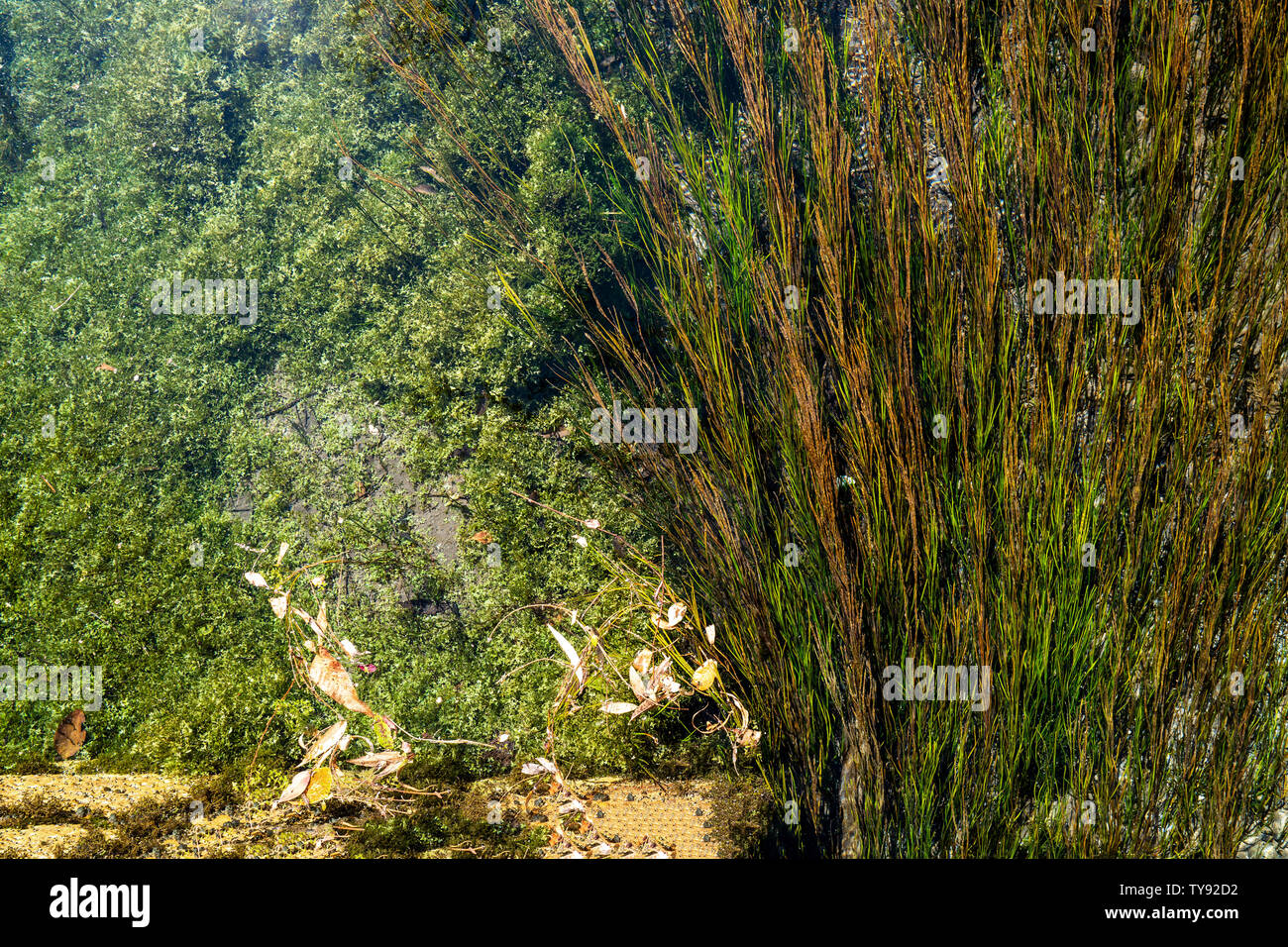 The ripples of green grass in the water Stock Photo - Alamy