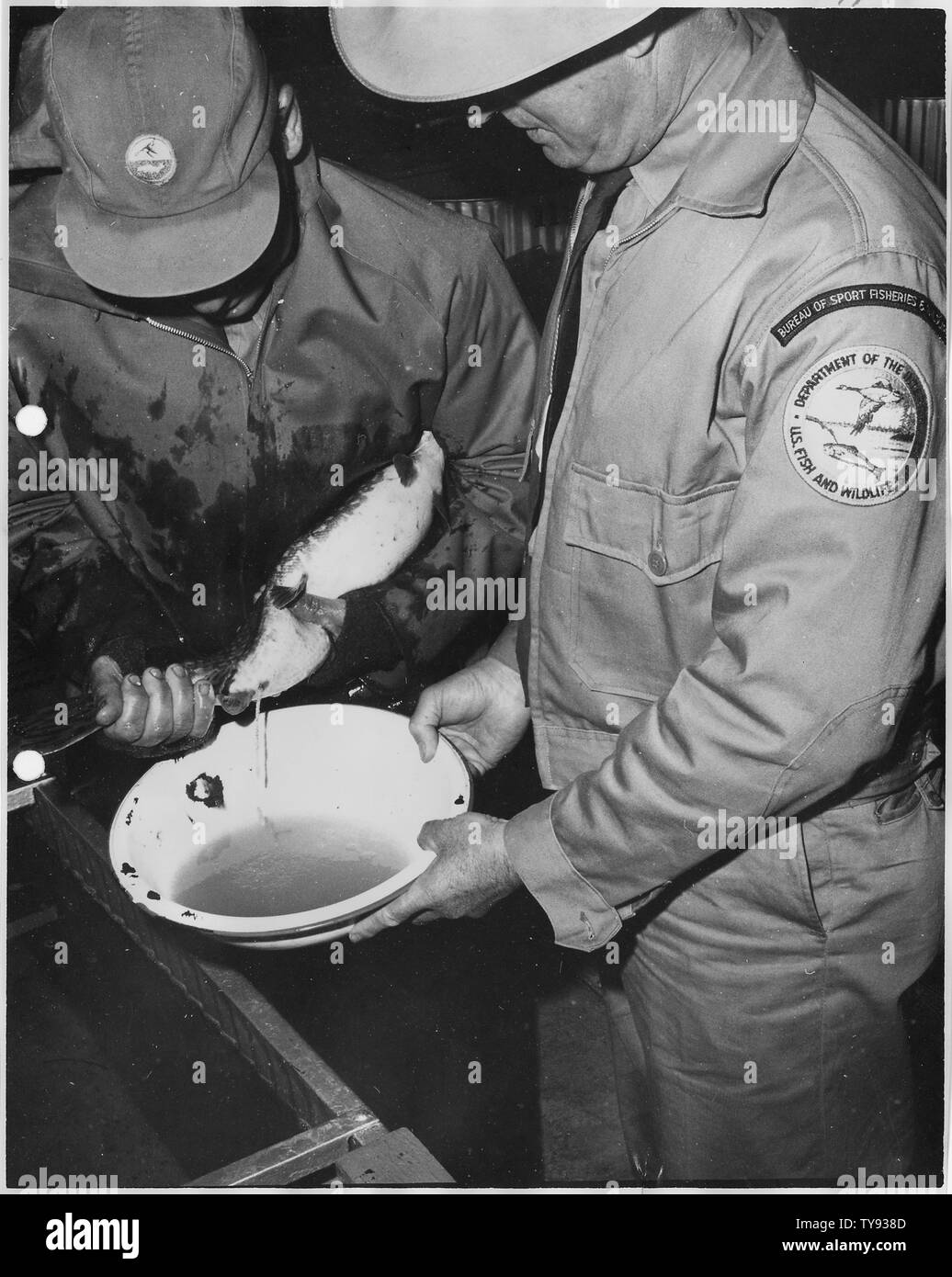 Milking northern pike for eggs Stock Photo - Alamy