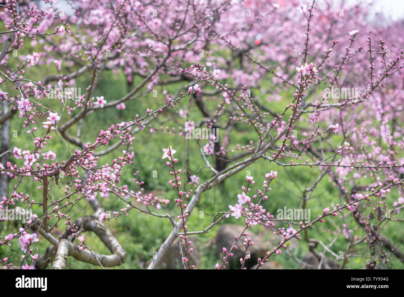Longquan chengdu hi-res stock photography and images - Alamy