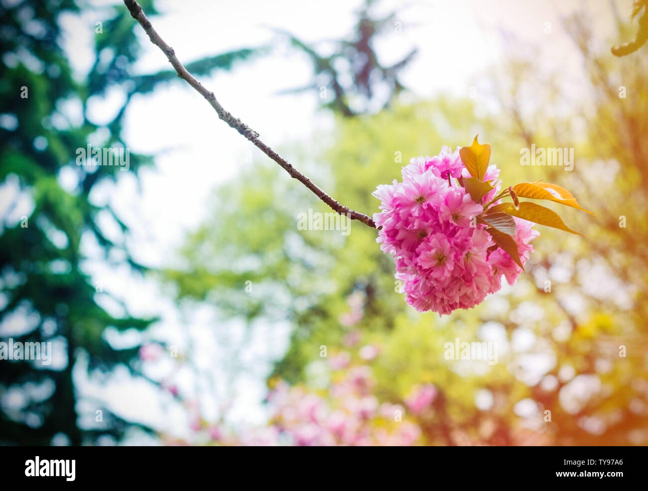 A cherry blossom in the spring outdoor sun Stock Photo - Alamy
