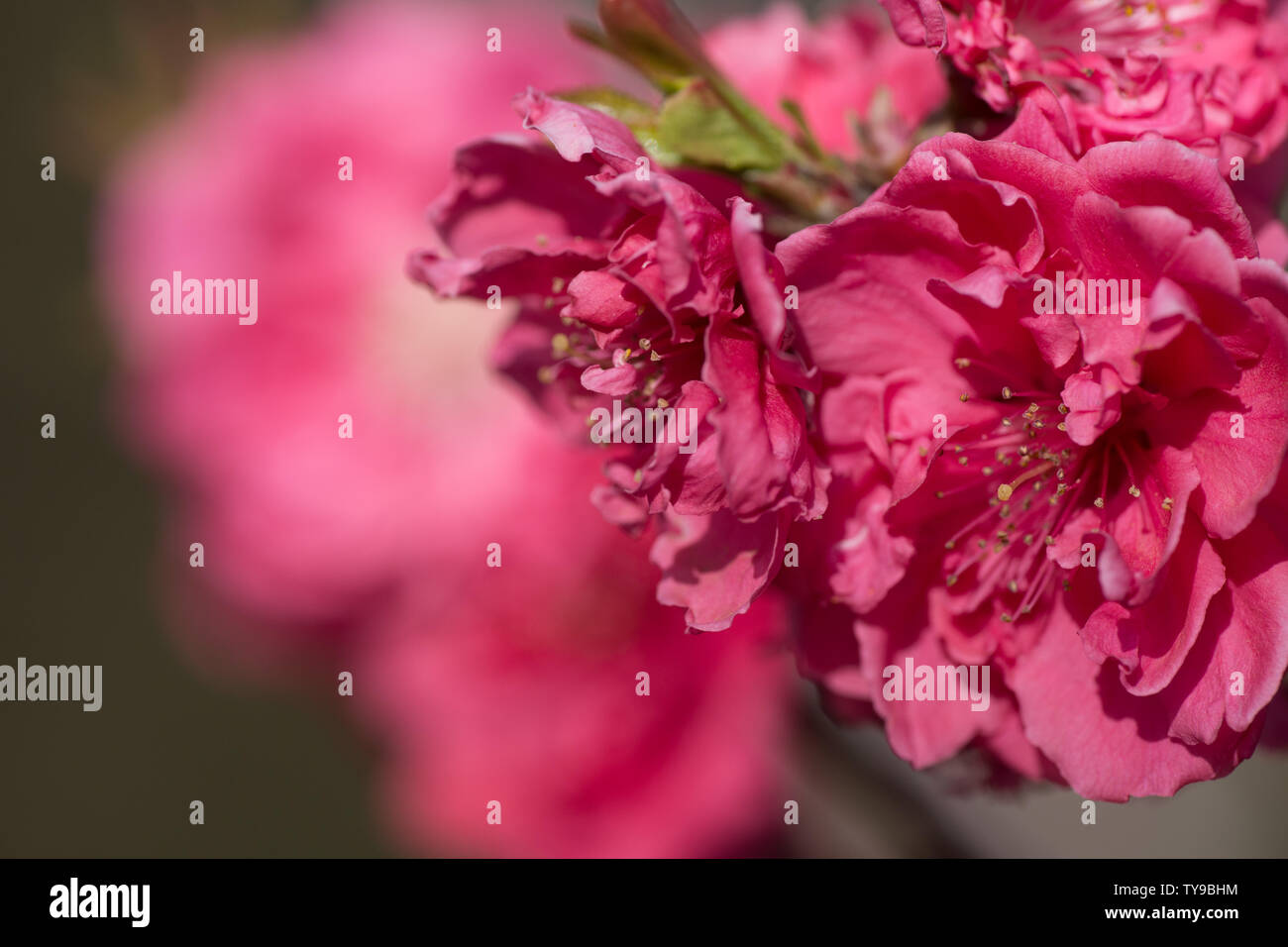 A group of spring flowers Stock Photo - Alamy