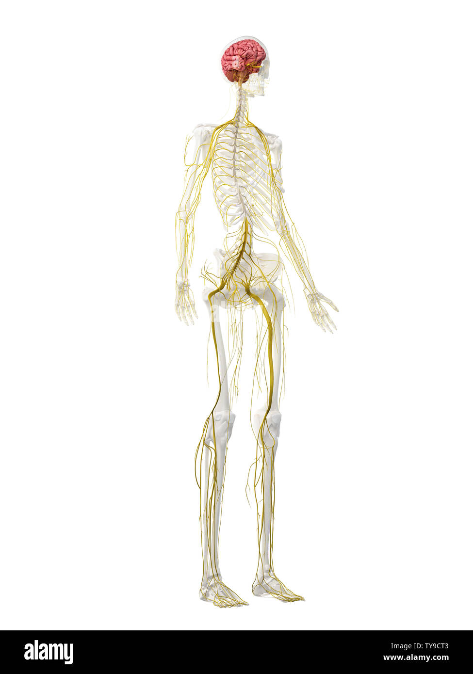 3d rendered medically accurate illustration of a females nervous system ...